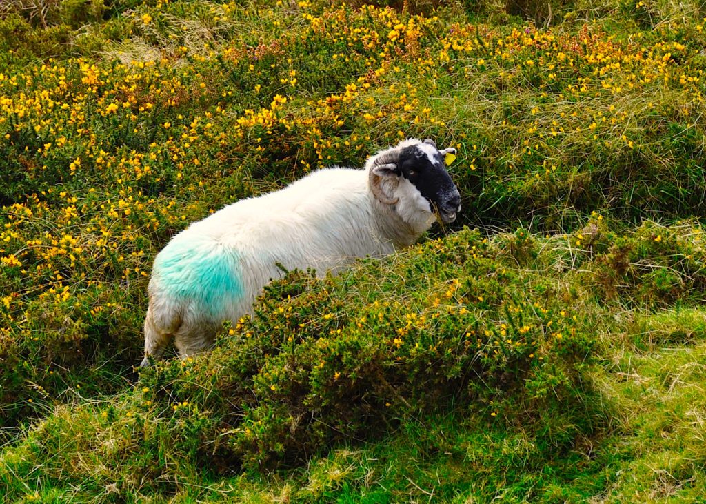 Taking In The Unexpected Beauty Of The Ring Of Kerry
